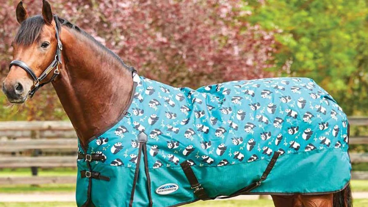 Horse Rain Sheets: The Suggested Accessories for Equine Comfort and ...